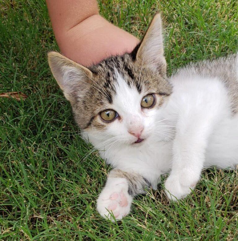 Adoption Process – Gabby’s Animal Rescue Inc.