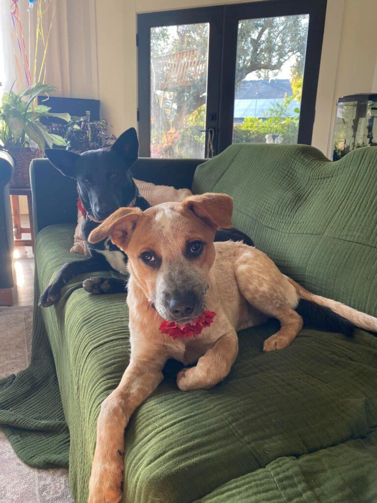 Consider Fostering – Gabby’s Animal Rescue Inc.