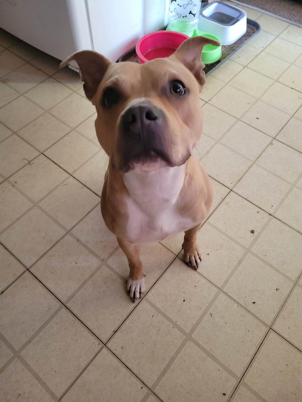 Forever Foster Dogs – Gabby’s Animal Rescue Inc.