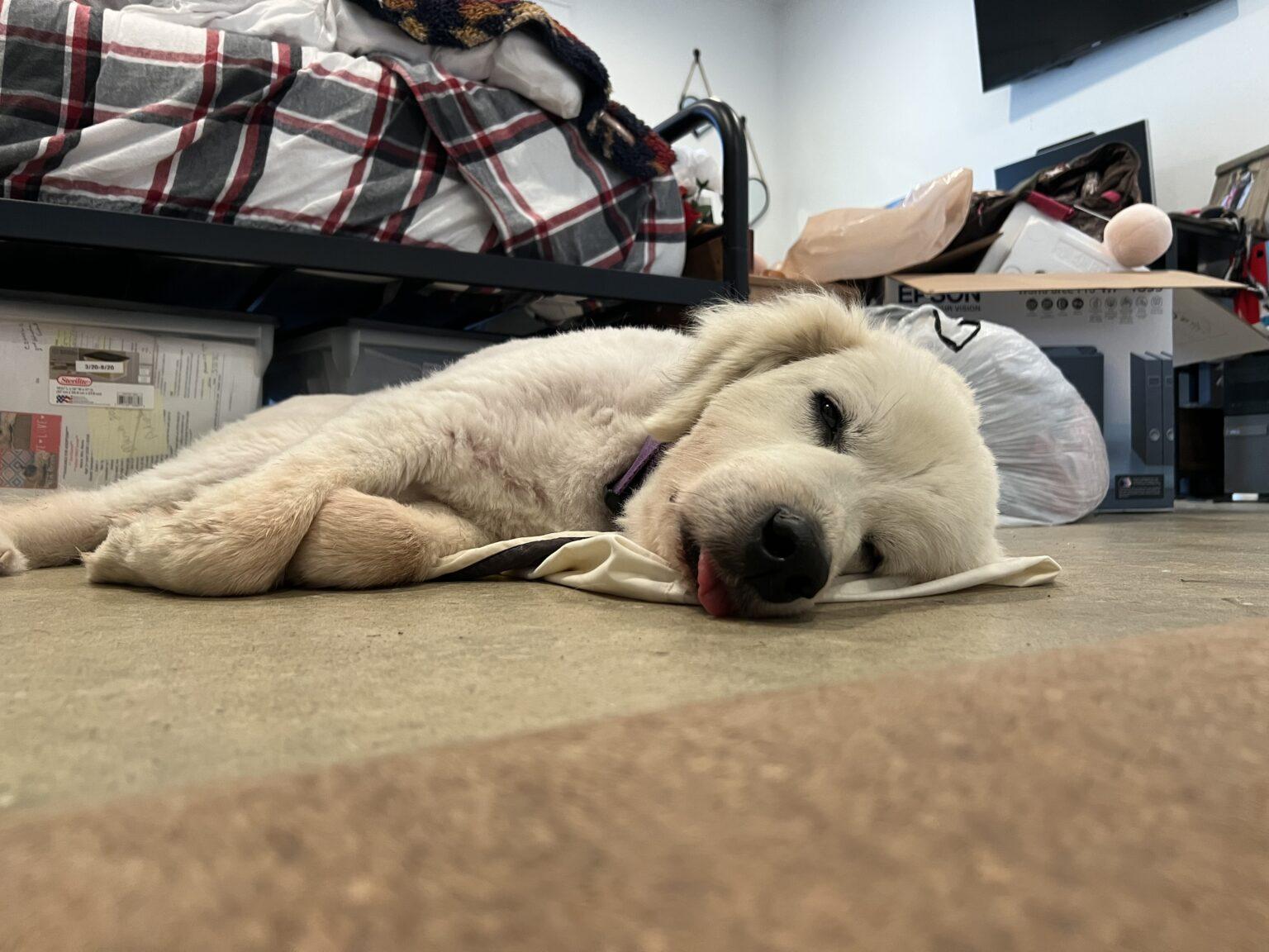 Recovery Room Dogs – Gabby’s Animal Rescue Inc.