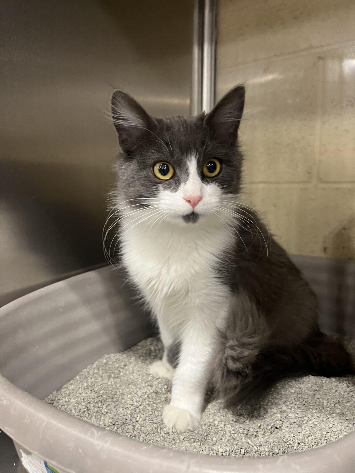Available Cats – Gabby’s Animal Rescue Inc.
