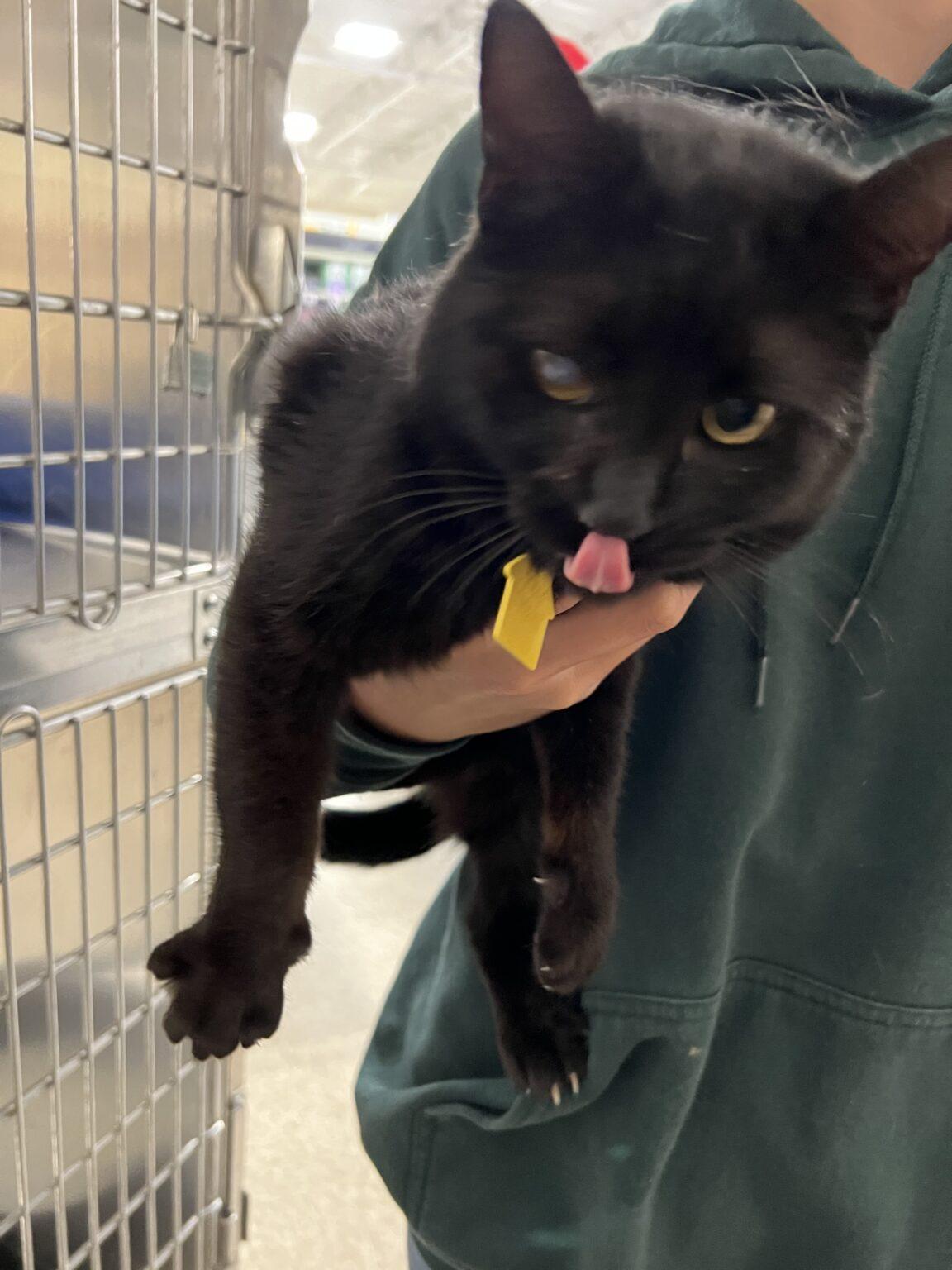 So You Want To Adopt? – Gabby’s Animal Rescue Inc.